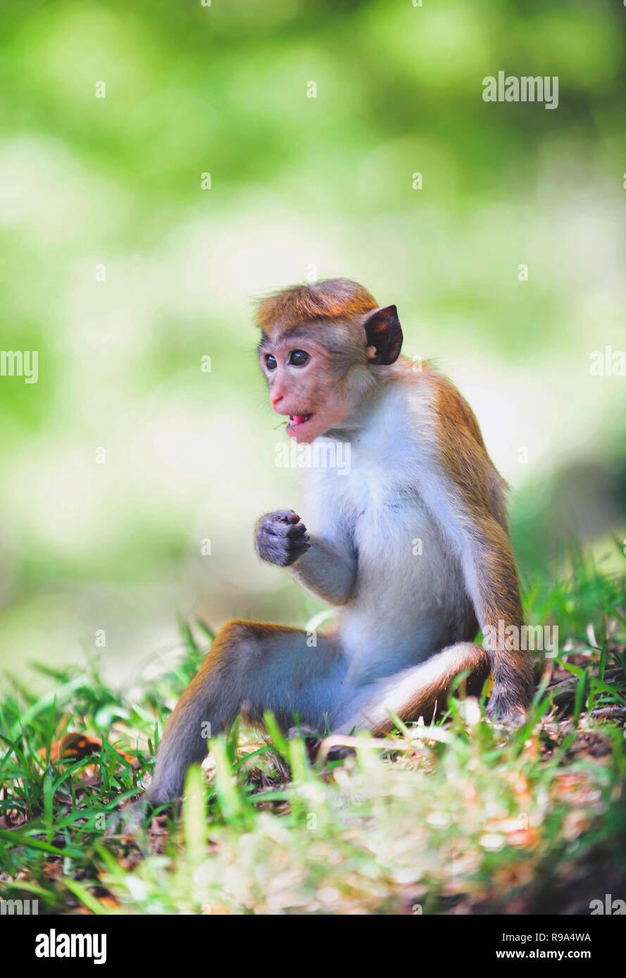 Toque macaque (Macaca sinica) in Anuradhapura, Sri Lanka Stock Photo ...