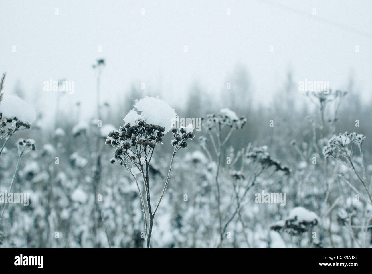 plants in a snow-covered field, Beautiful winter landscape with snow ...