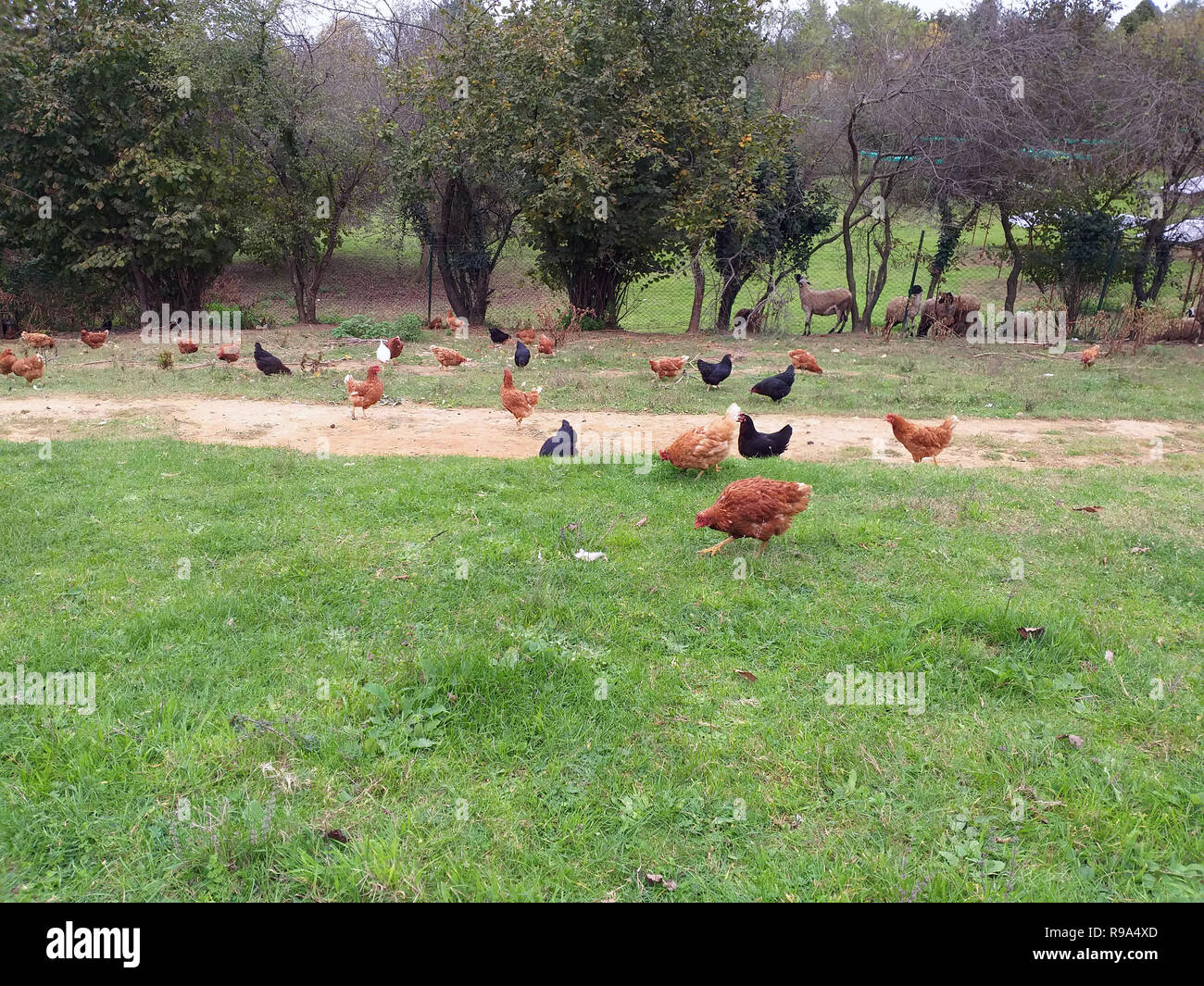 A chicken sunset green grass garden and animal landscape Stock Photo ...