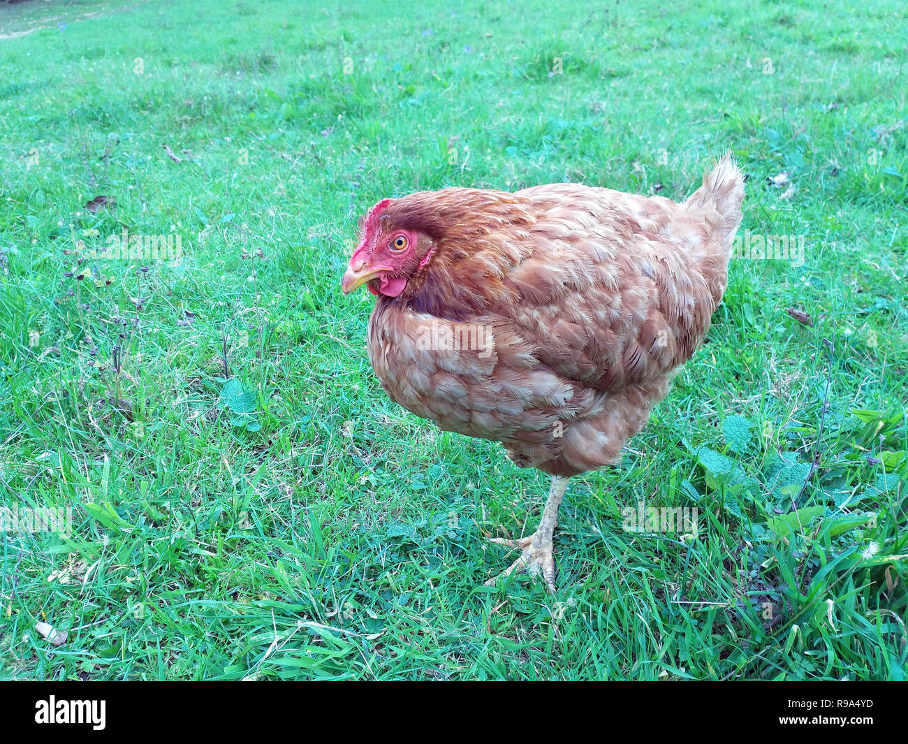 A chicken sunset green grass garden and animal landscape Stock Photo ...
