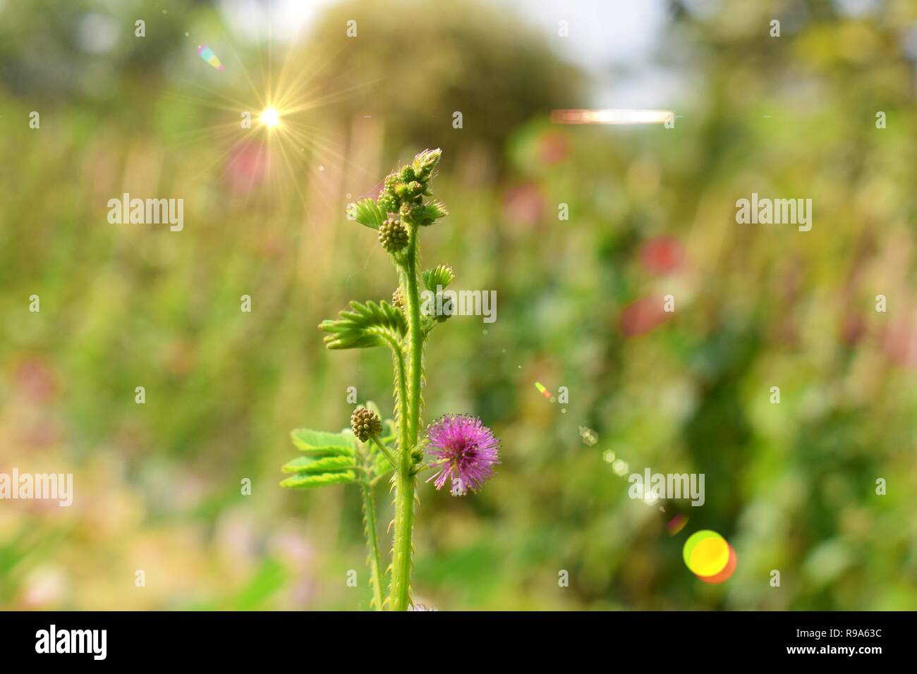 Beautiful natural image Stock Photo - Alamy