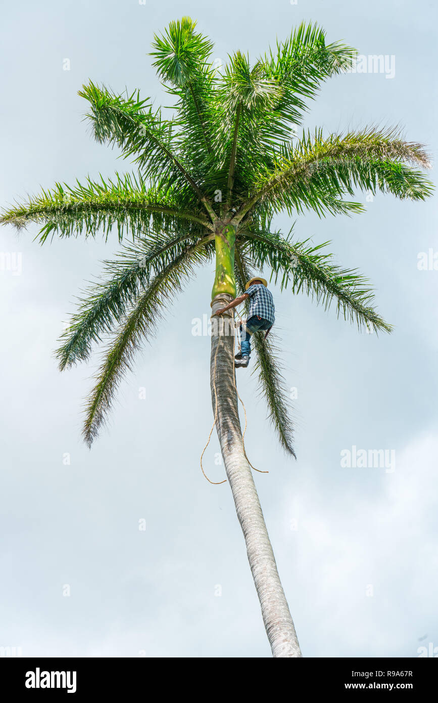 Adult male climbs tall coconut tree with rope to get coco nuts ...