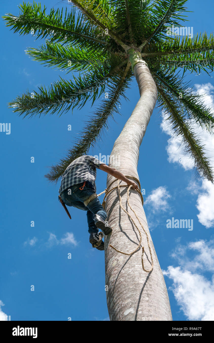 Adult male climbs tall coconut tree with rope to get coco nuts ...