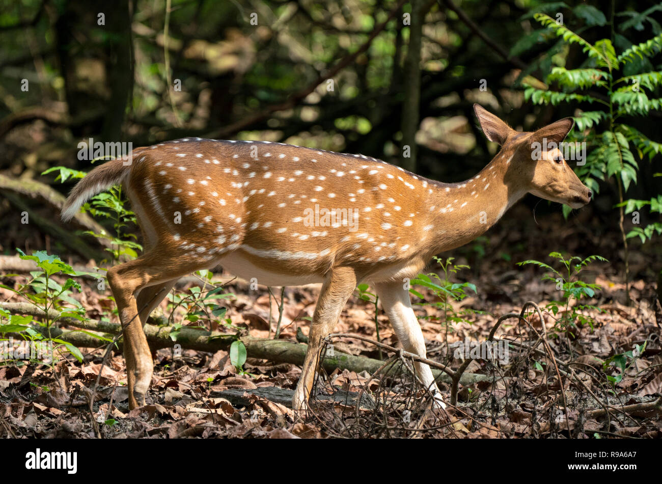 Photo young male sika deer hi-res stock photography and images - Alamy
