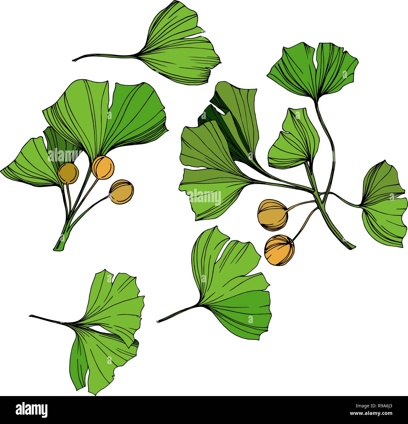 Vector Isolated ginkgo illustration element. Green leaf. Plant ...