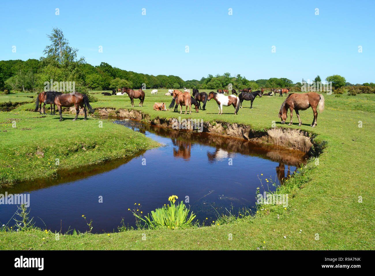 Burley new forest hi-res stock photography and images - Alamy