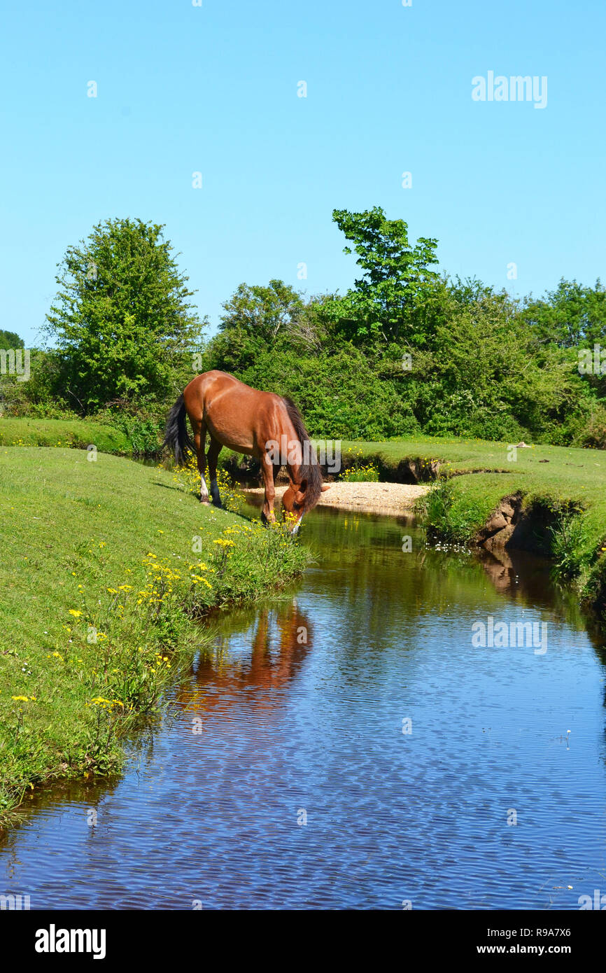 Horse drinking water from stream hi-res stock photography and images ...