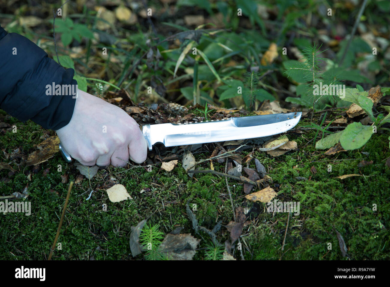 man's hand with a hunting knife cuts a tree branch Stock Photo - Alamy