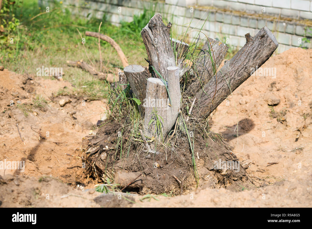 stump of a tree stump in a pit close-up on a summer day Stock Photo - Alamy