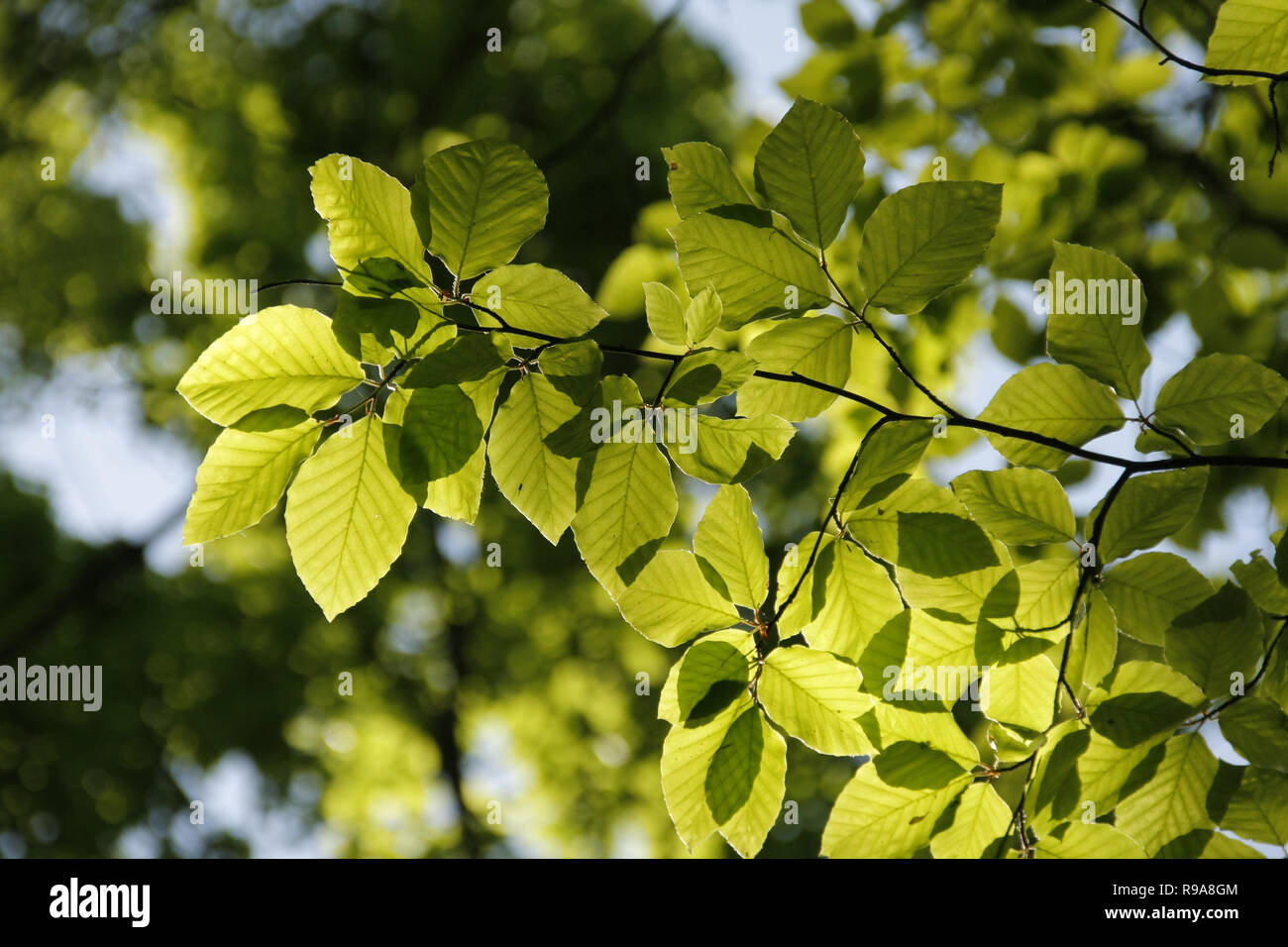 Beech tree leaf hi-res stock photography and images - Alamy