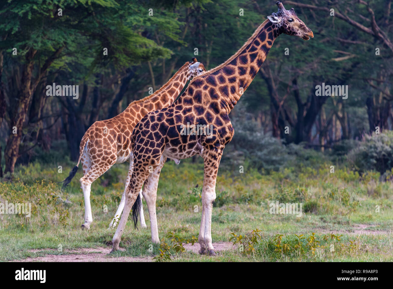 Two giraffes on near forest. Nakuru lake region, Africa Stock Photo - Alamy
