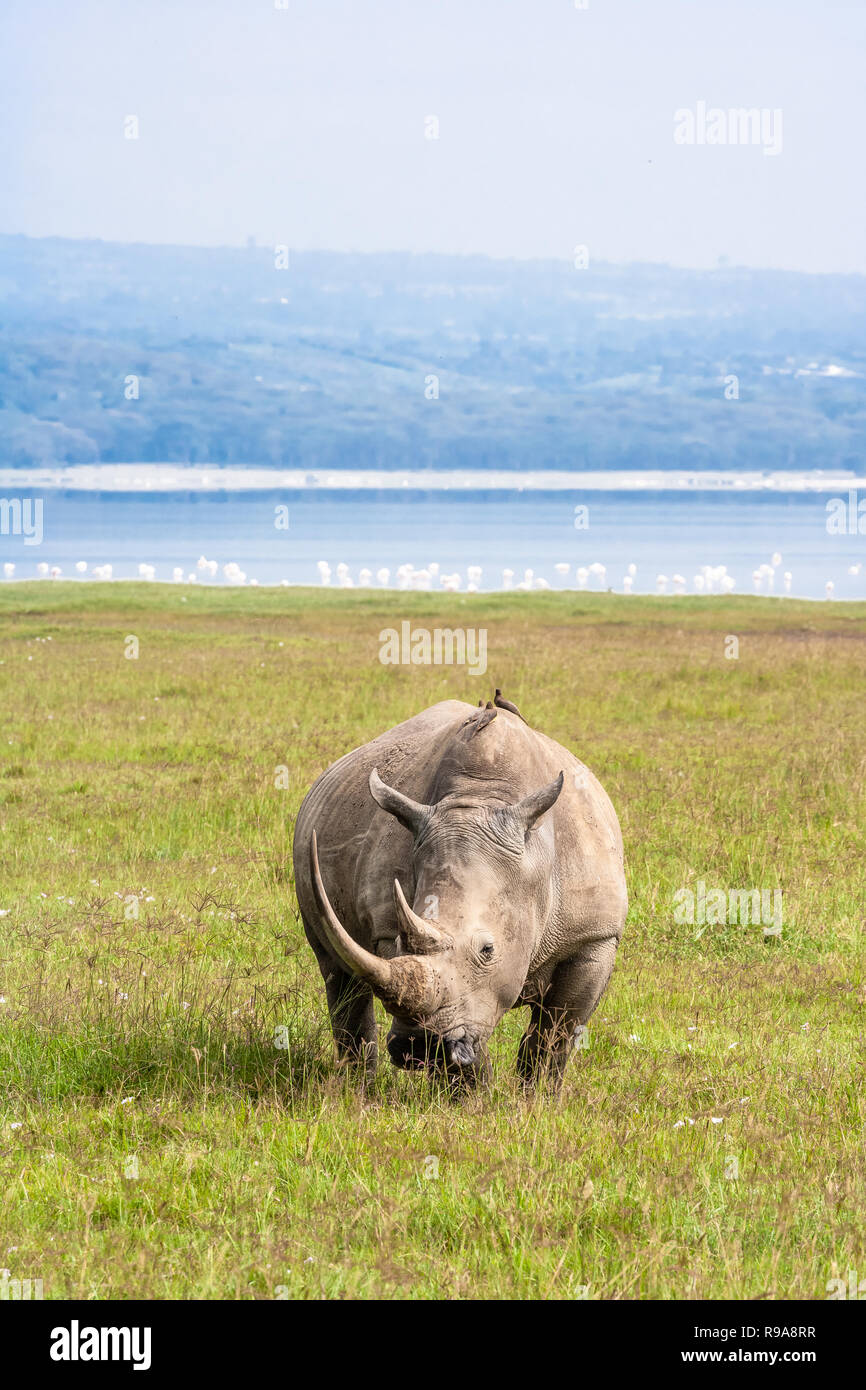 Large white rhino hi-res stock photography and images - Alamy