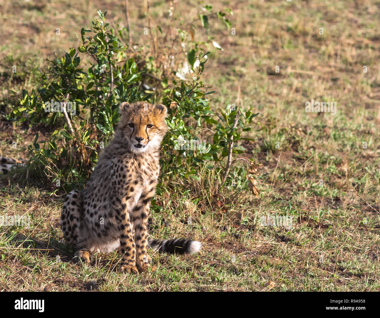Baby cheetah tree hi-res stock photography and images - Alamy