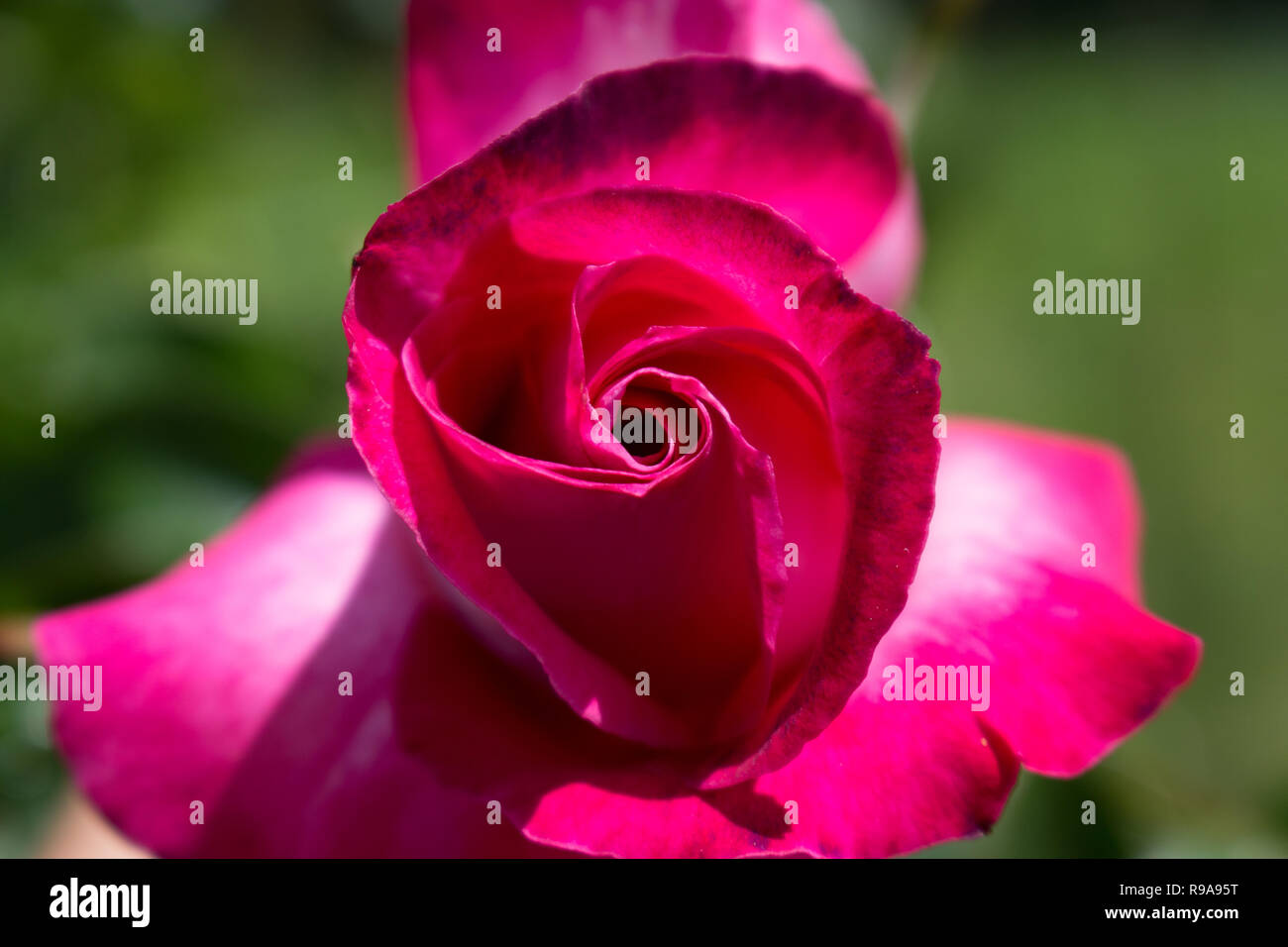purple pink vortex Stock Photo - Alamy