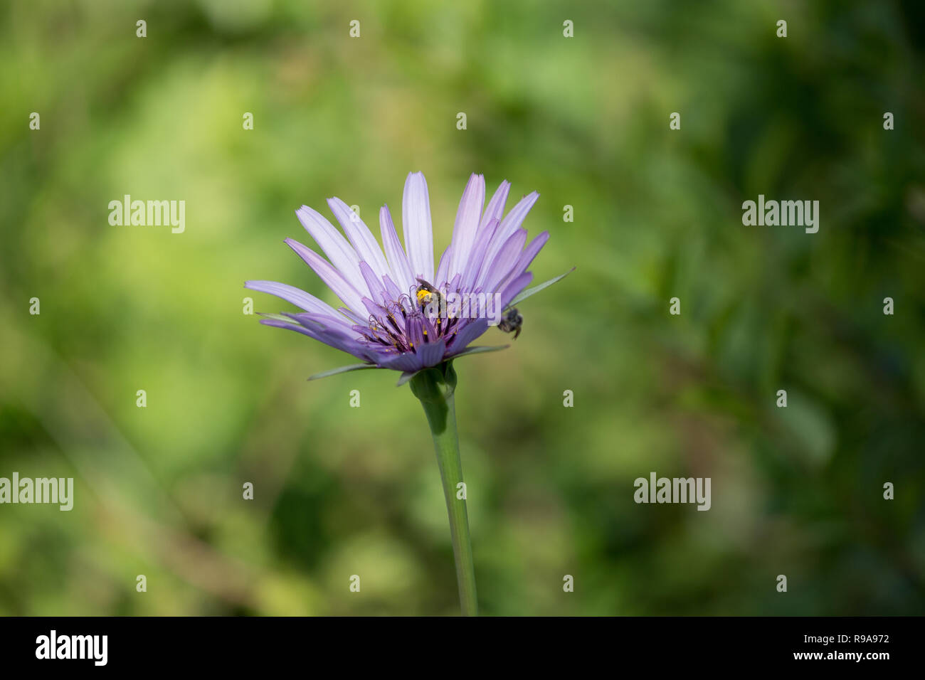 Outdoor garden insects hi-res stock photography and images - Alamy
