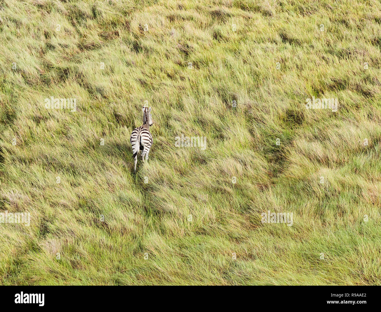 Aerial view of Running zebra in bush grasslands in Delta Okavango ...