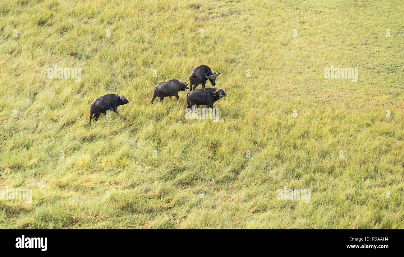 Aerial view of buffalo in bush grasslands in Delta Okavango, Botswana ...
