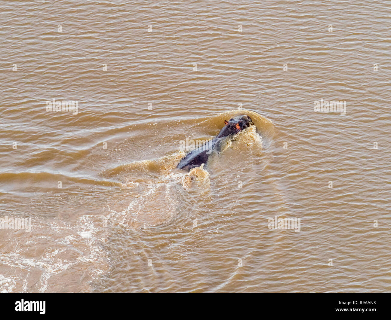 Aerial view on big hippo floating in water, hippopotamus floating in ...