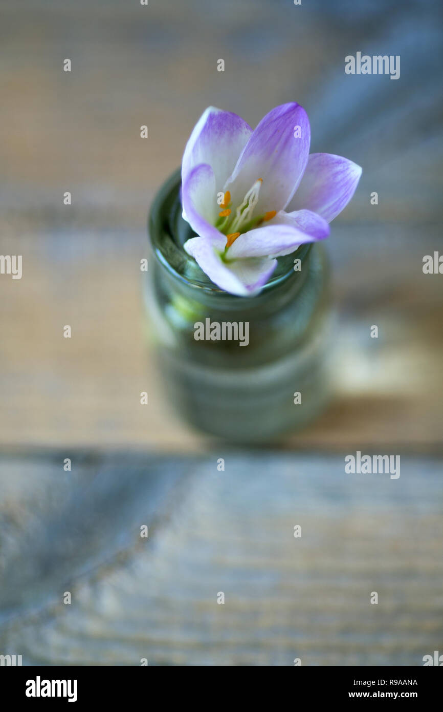 violet flower in a glass vessel against a background of blurred Stock ...