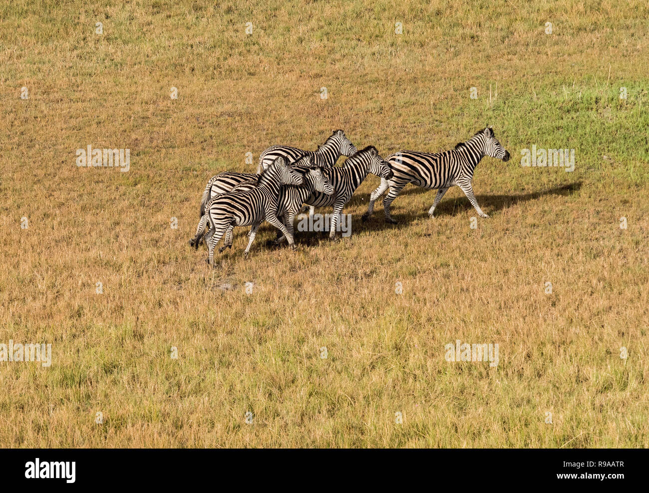 Zebras in bush, running zebra in the Okavango delta, aerian view ...