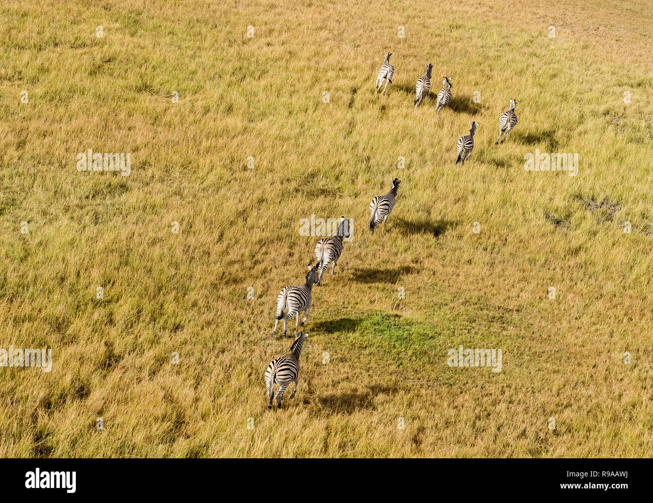 Zebras in bush, running zebra in the Okavango delta, aerian view ...