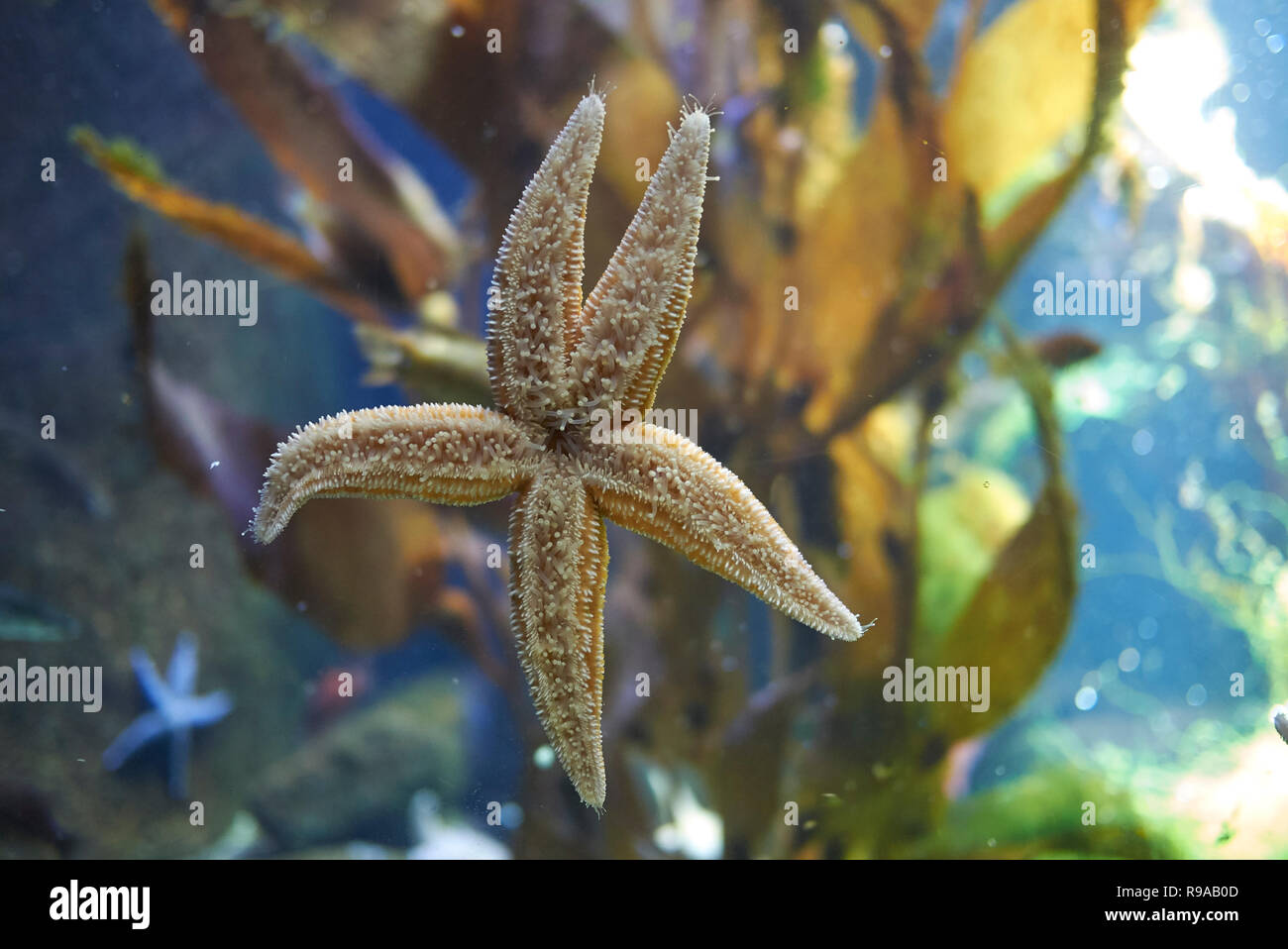 Copenhagen, Denmark - October 11, 2018 : View of a starfish Stock Photo ...