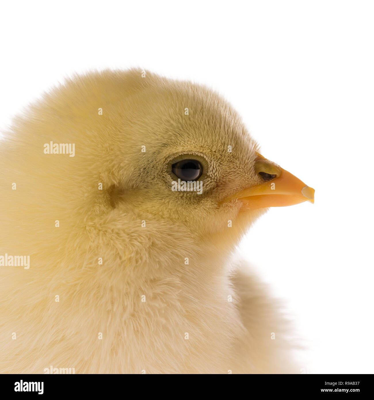 Closeup of a young newly hatched baby chicken isolated in a white ...