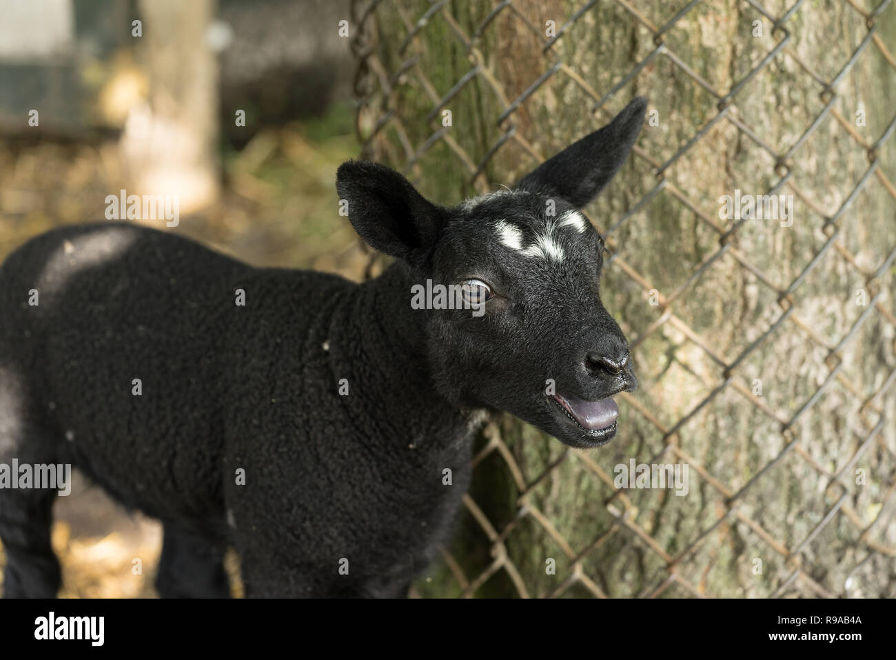 Young black lamb with white spots bleating on a farm near a fence in ...