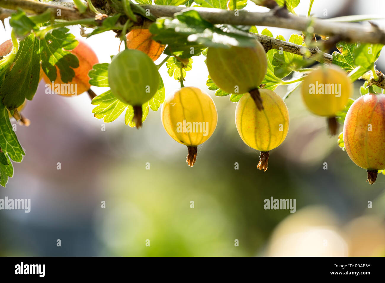 Growing red ripe gooseberries close hi-res stock photography and images ...