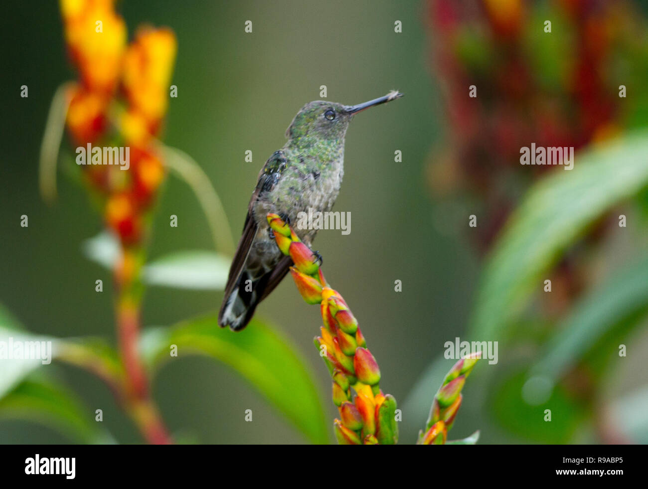 Coppery headed emerald hummingbird hi-res stock photography and images ...