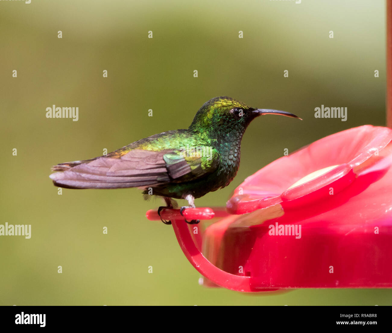 Coppery-headed Hummingbird (Elvira cupreiceps Stock Photo - Alamy