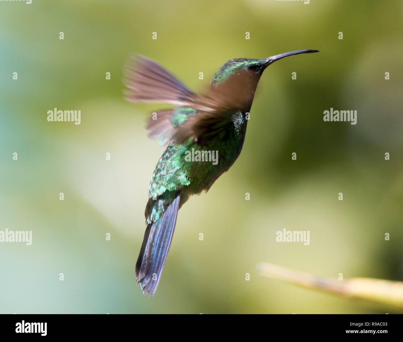 Costa rica green colibri hi-res stock photography and images - Alamy