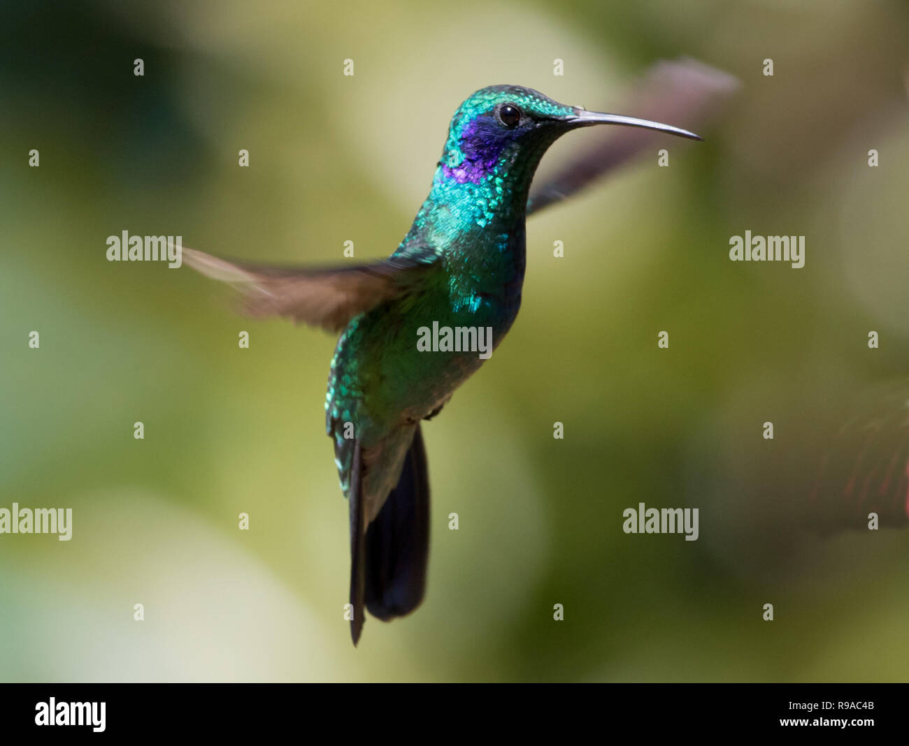Green costa rica colibri hi-res stock photography and images - Alamy