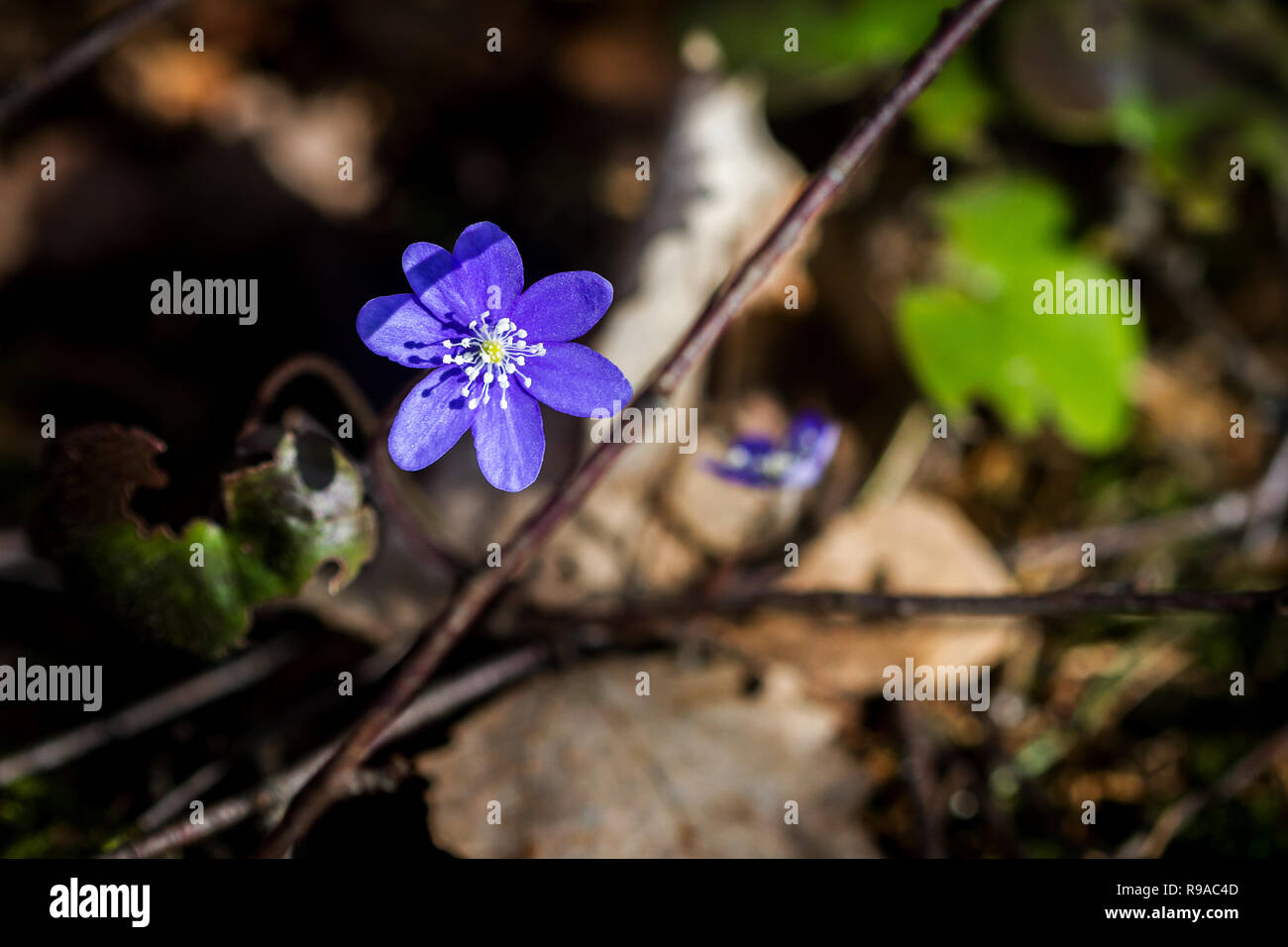 First fresh blue violets in the forest. Blue spring wildflowers ...