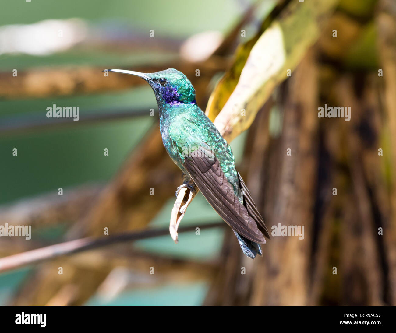 Green costa rica colibri hi-res stock photography and images - Alamy