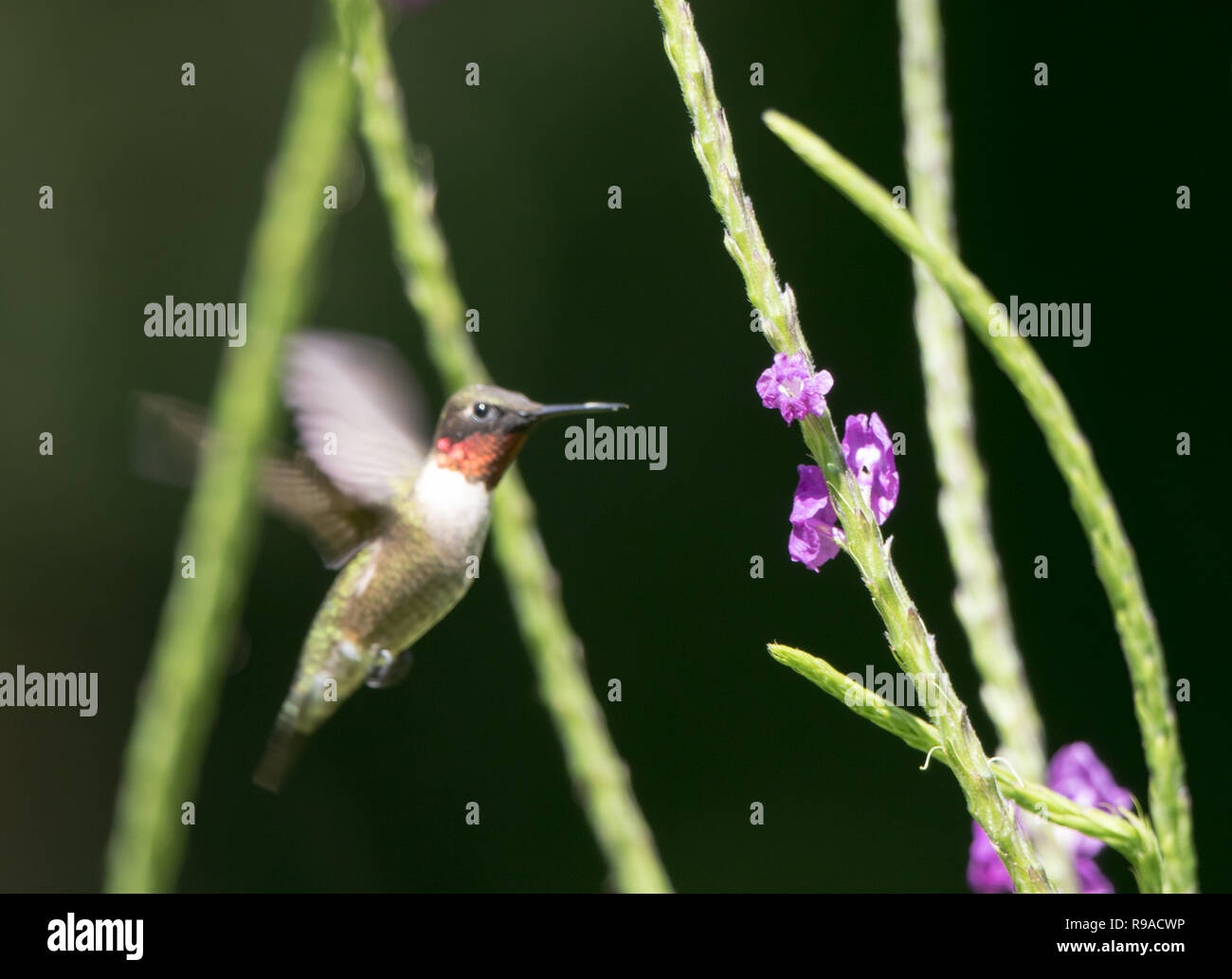 Ruby-throated hummingbird (Archilochus colubris Stock Photo - Alamy