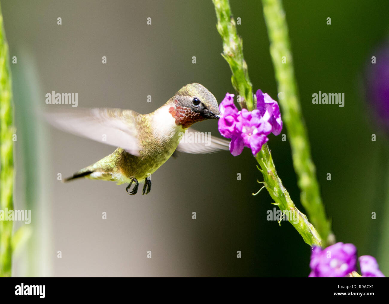 Ruby-throated hummingbird (Archilochus colubris Stock Photo - Alamy