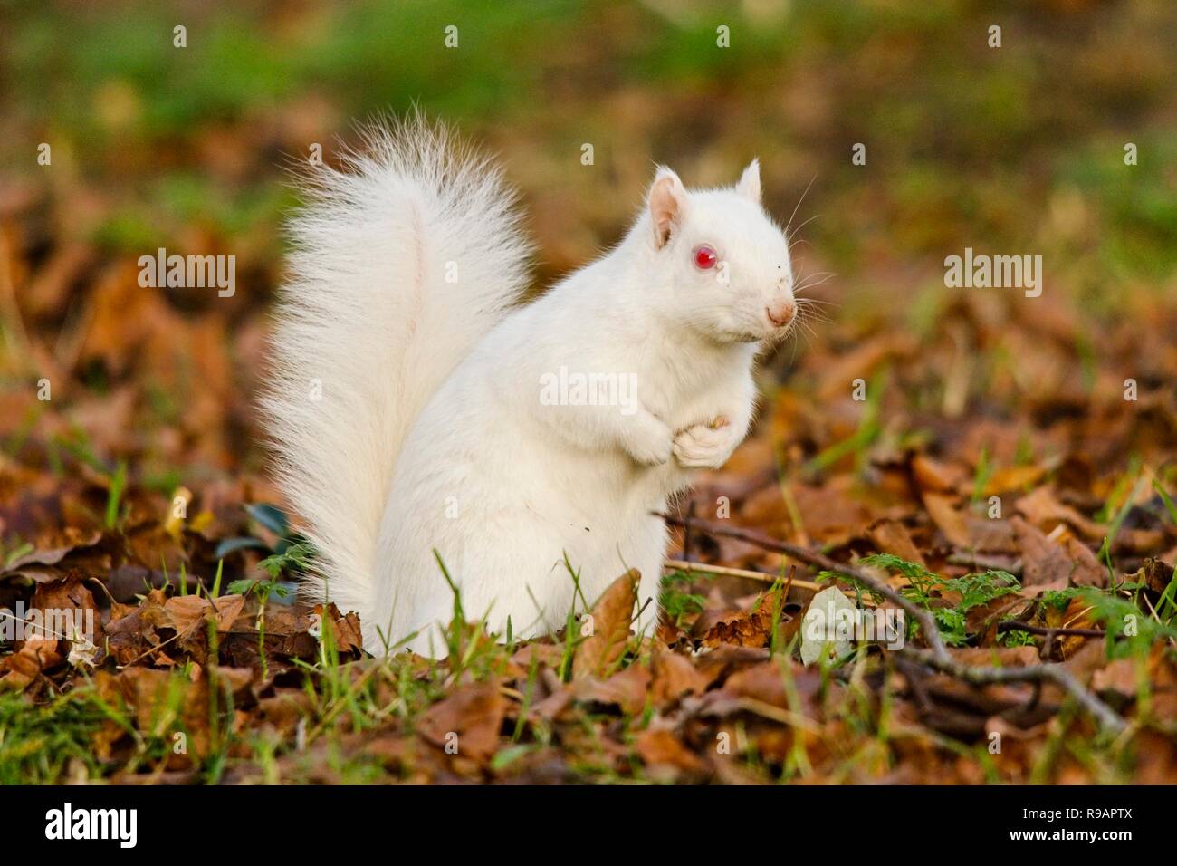Albino squirrels in a park in Eastbourne, Sussex. Albino animals lack pigment in their fur and ...