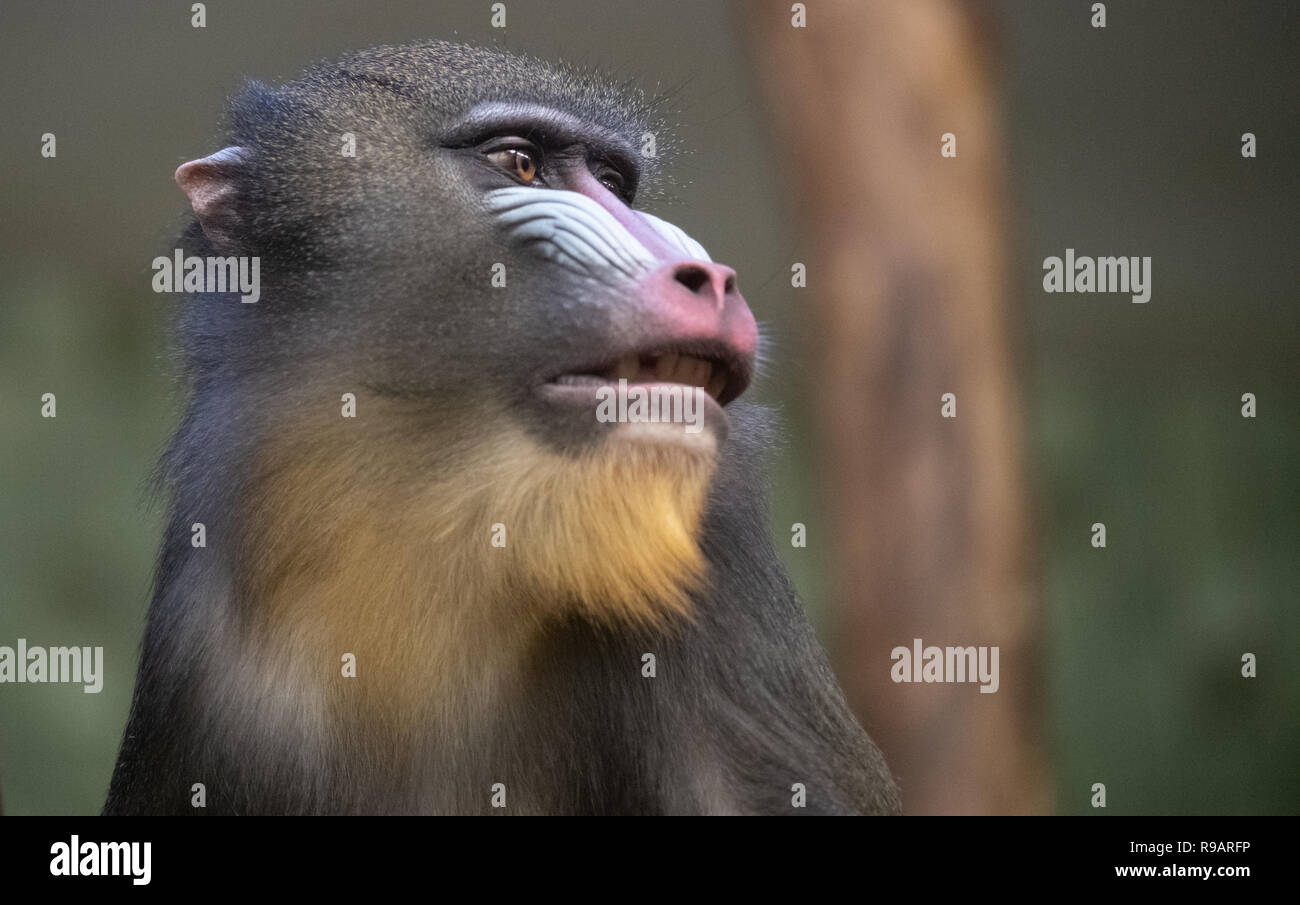Berlin, Germany. 22nd Dec, 2018. A mandrill sits in his indoor ...