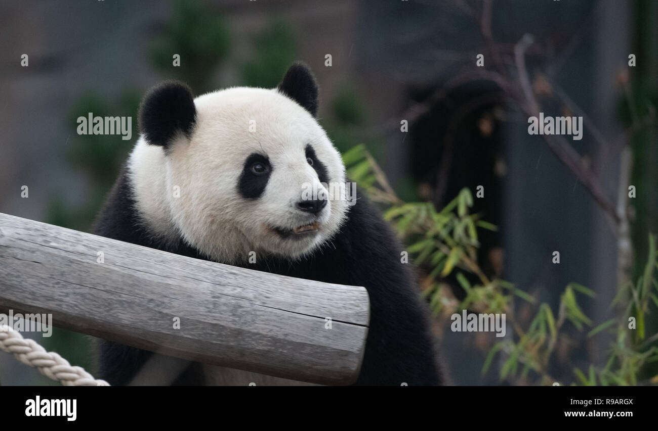 Berlin, Germany. 22nd Dec, 2018. Panda lady Meng Meng explores her ...