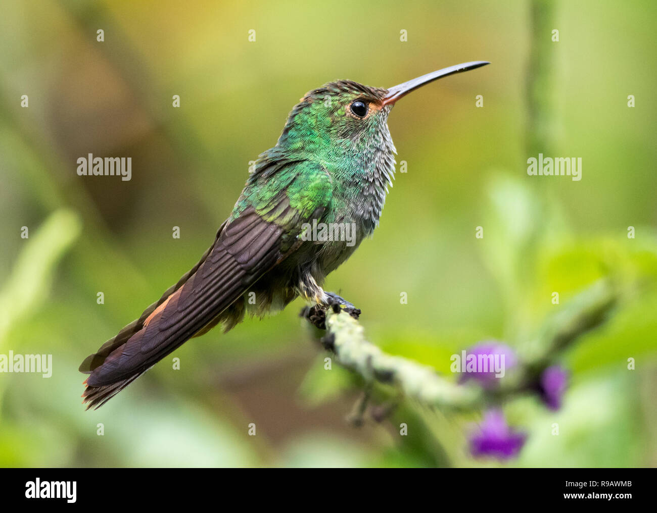 Rufous tailed hummingbird hi-res stock photography and images - Alamy