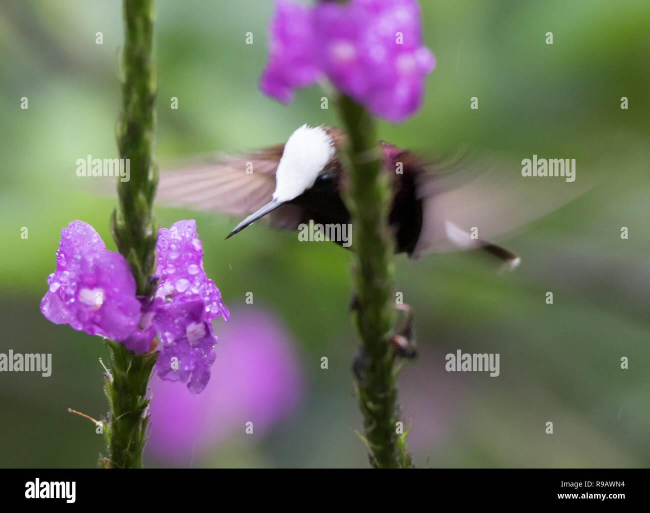 Snowcap microchera albocoronata hummingbird hi-res stock photography ...