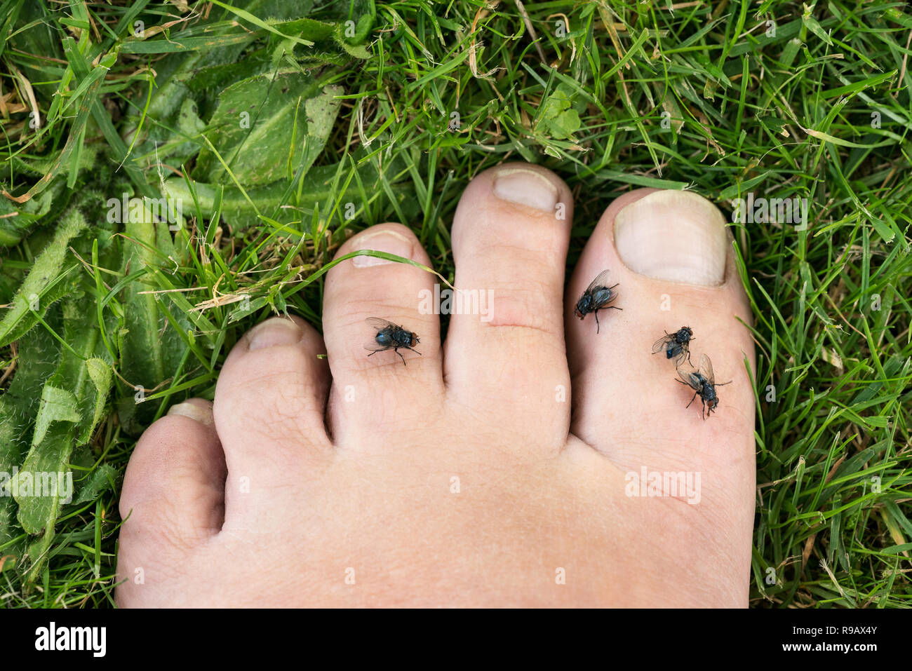 Female toes grass hi-res stock photography and images - Alamy