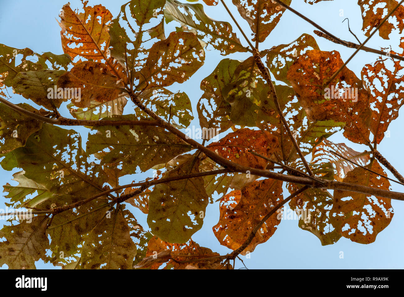 Insect Damaged leaves Stock Photo - Alamy