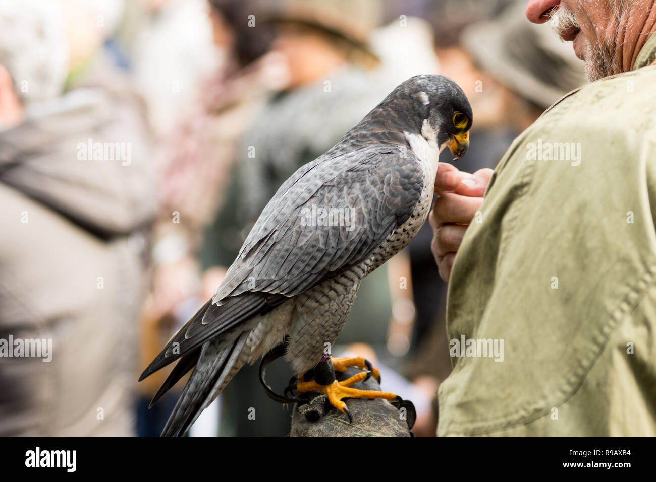 Peregrine Falcon sitting on the glove of his owner the hunter Stock ...