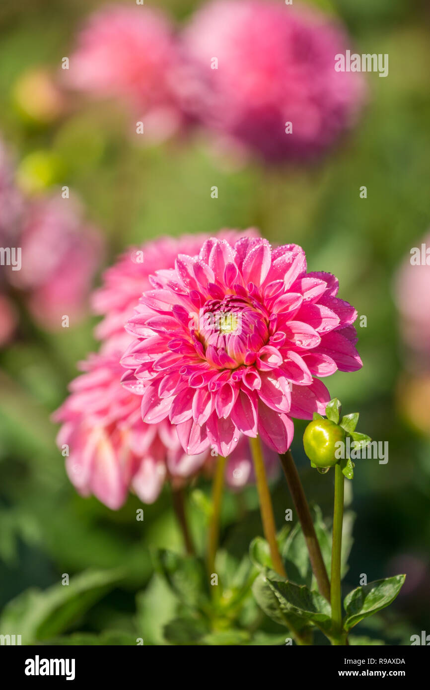 Dahlia pink sylvia hi-res stock photography and images - Alamy
