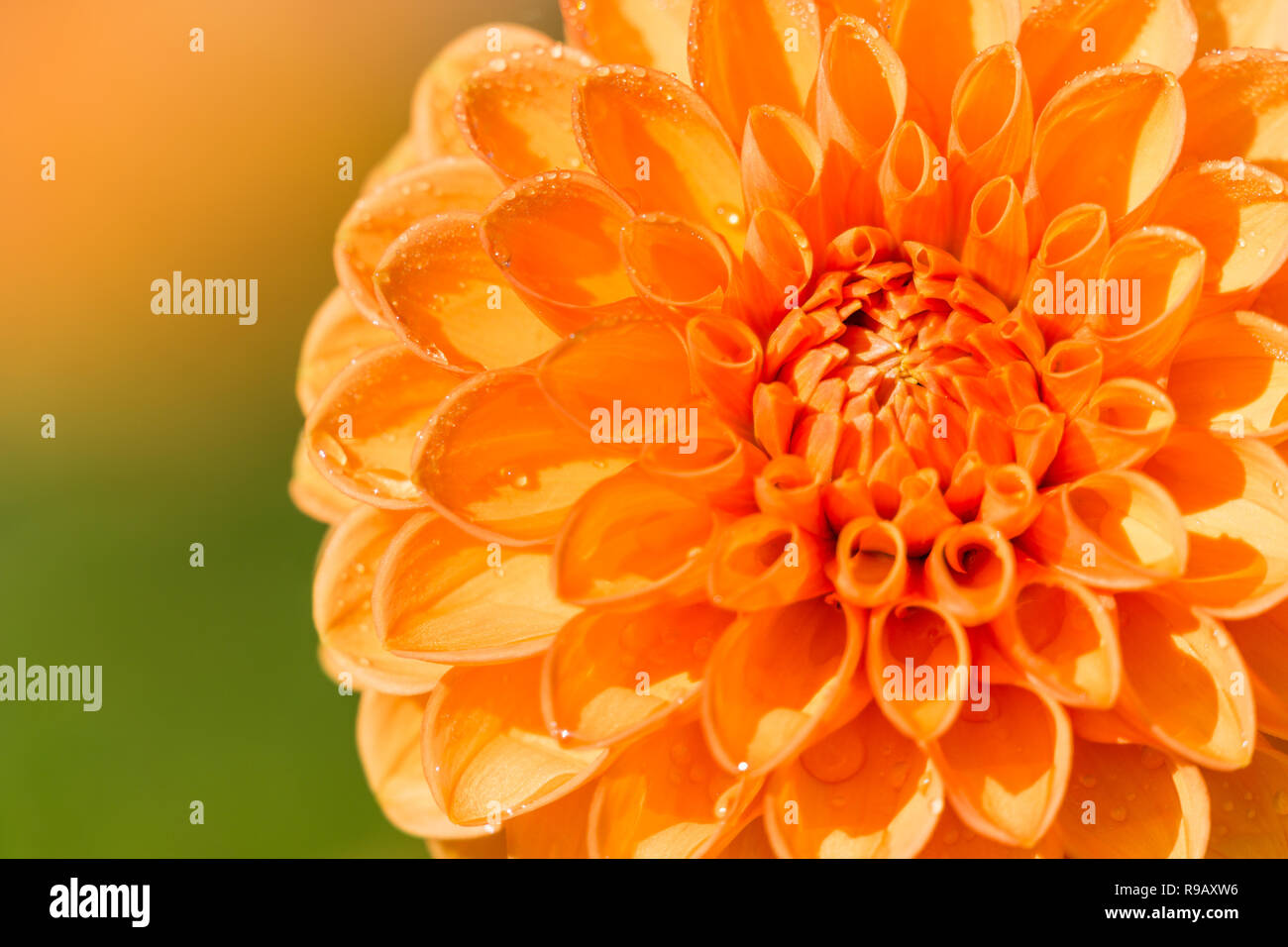 Dahlia sylvia flower hi-res stock photography and images - Alamy