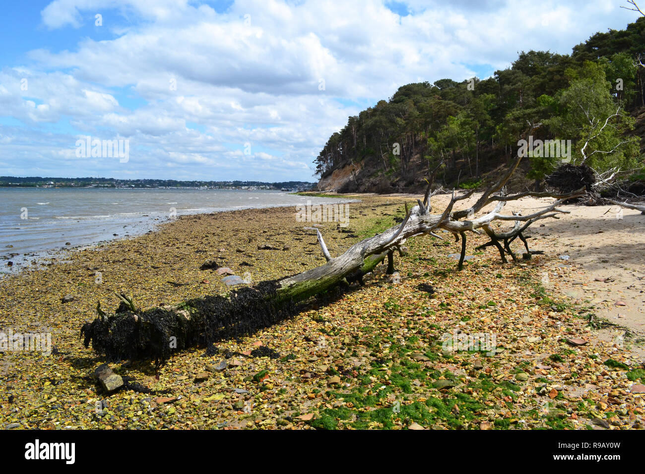 Dead tree on the beach hi-res stock photography and images - Alamy