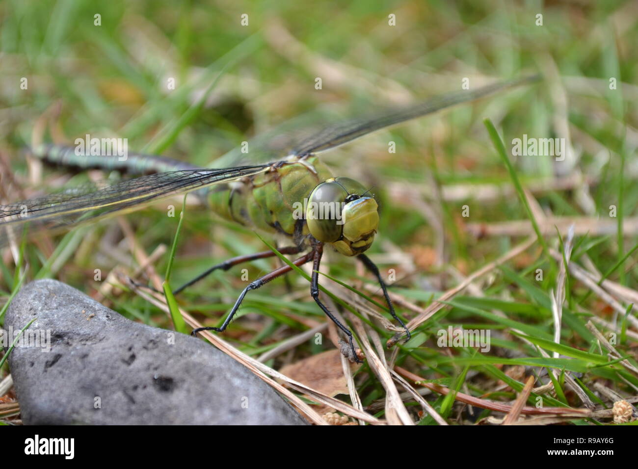 Emperor Dragonfly, female, Brownsea Island, Hampshire, UK Stock Photo ...