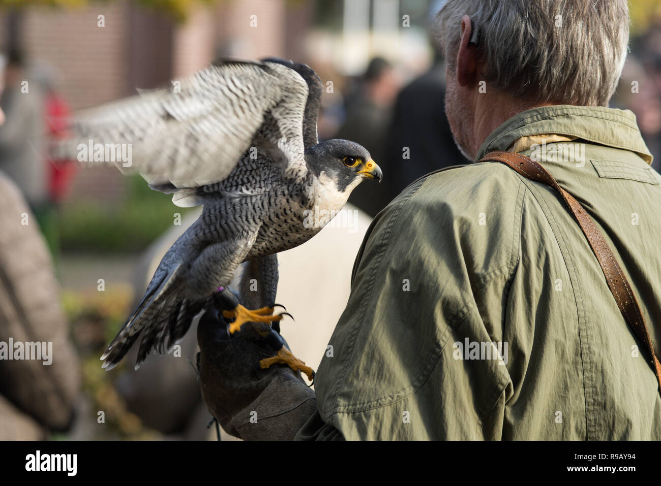 Peregrine Falcon sitting on the glove of his owner the hunter Stock ...